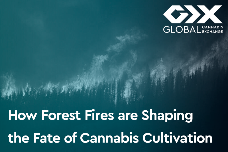 How Forest Fires are Shaping the Fate of Cannabis Cultivation - Global ...
